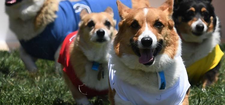 Fort Erie Racing - Corgi Races